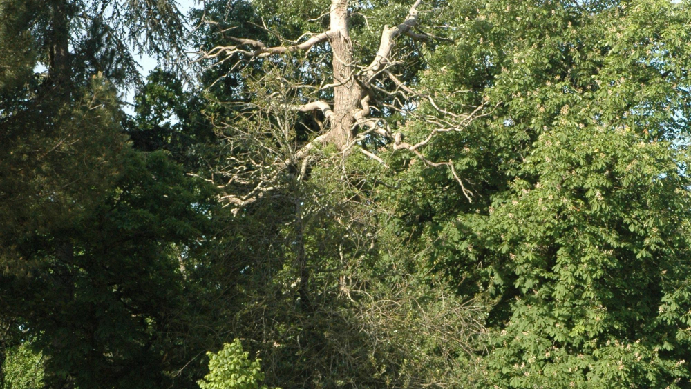 A la découverte des arbres... | European Heritage Days